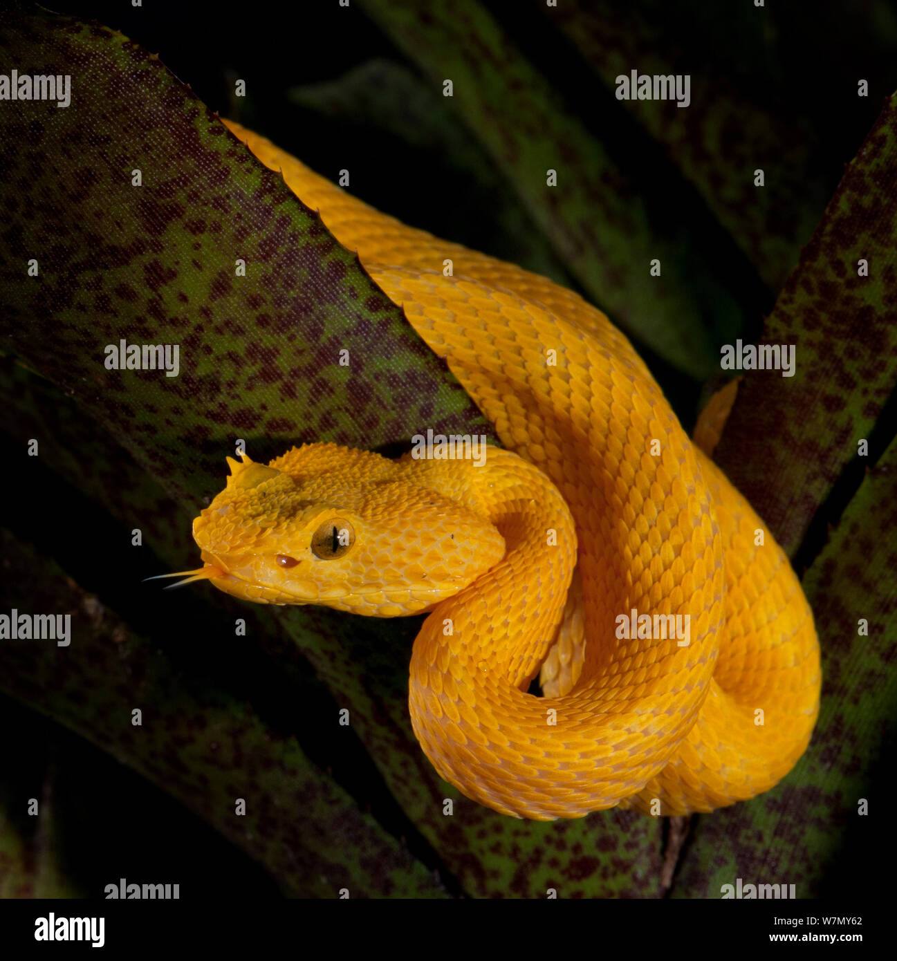 South American Reptiles