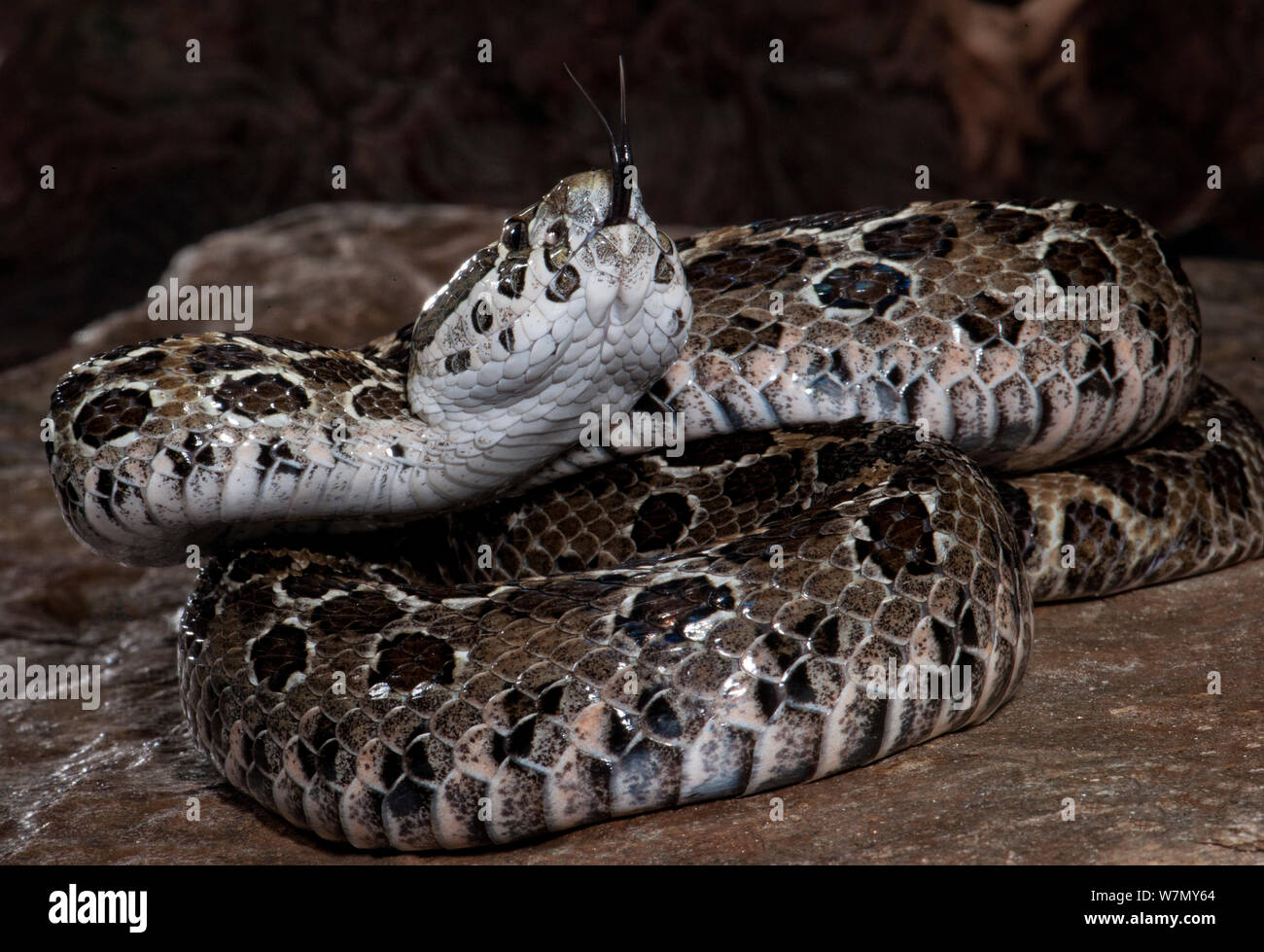 Mexican Lancehead Rattlesnake (Crotalus polystictus) captive from ...