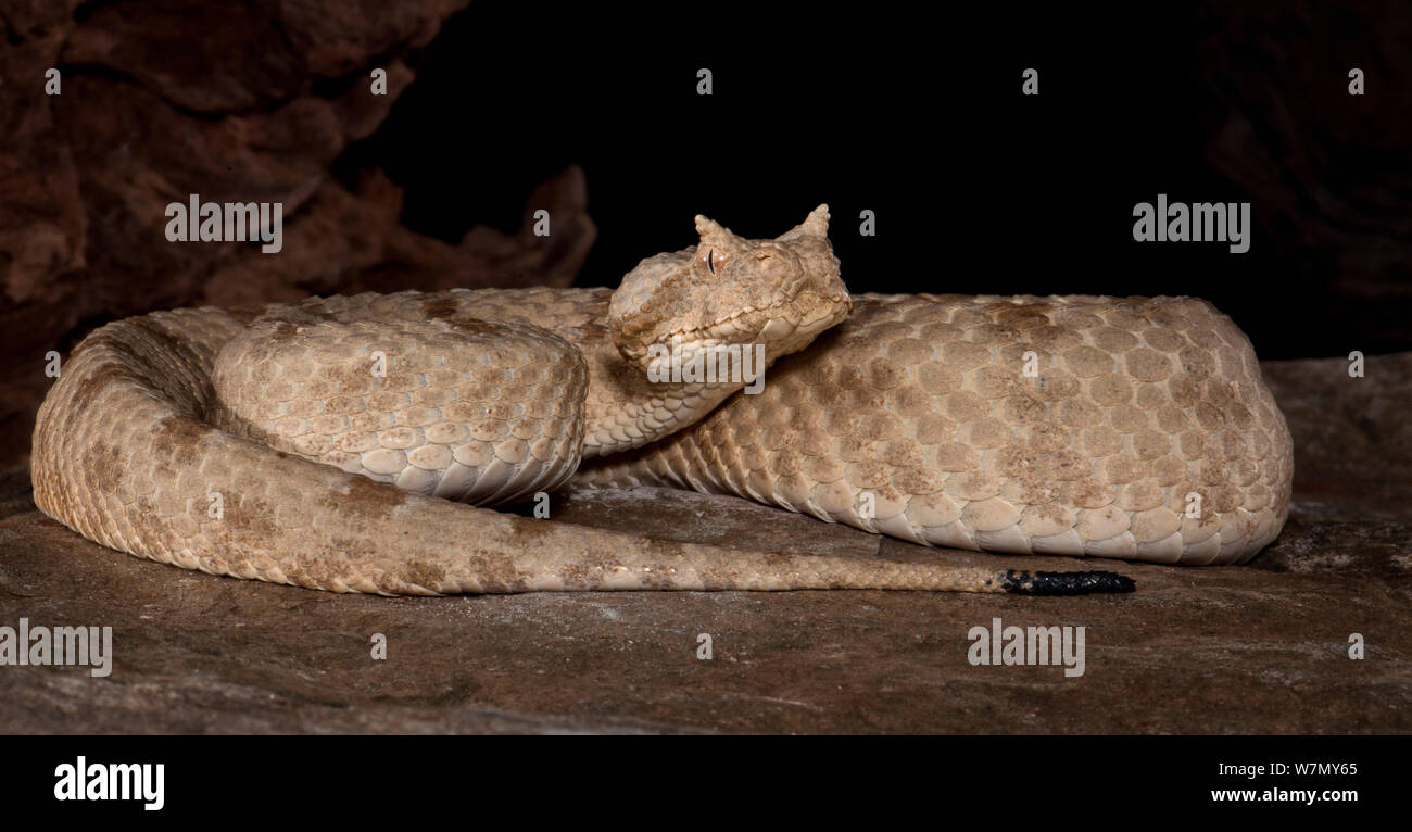 Field's Horned Viper, (Pseudocerastes persicus fieldi) captive, from ...