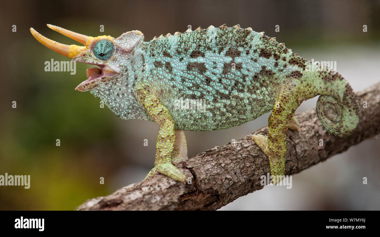 Jackson's Chameleon