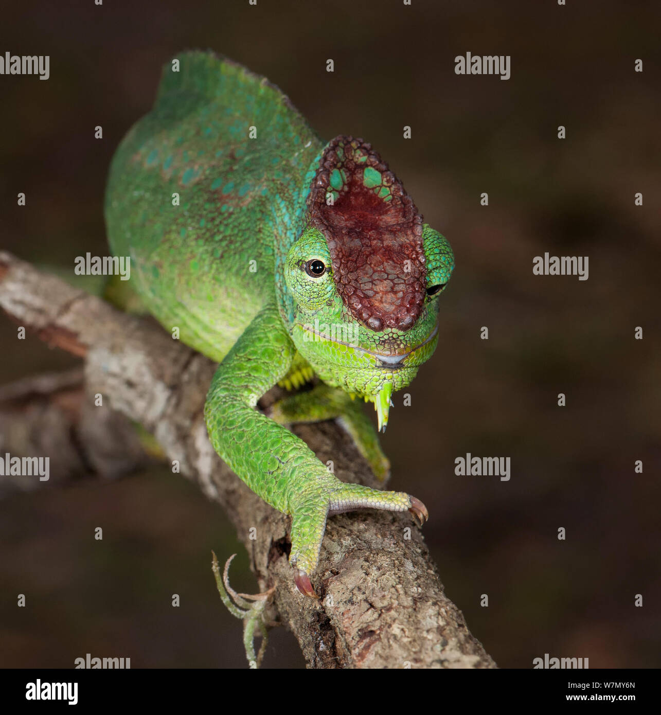 Four horned chameleon trioceros quadricornis hi-res stock photography ...
