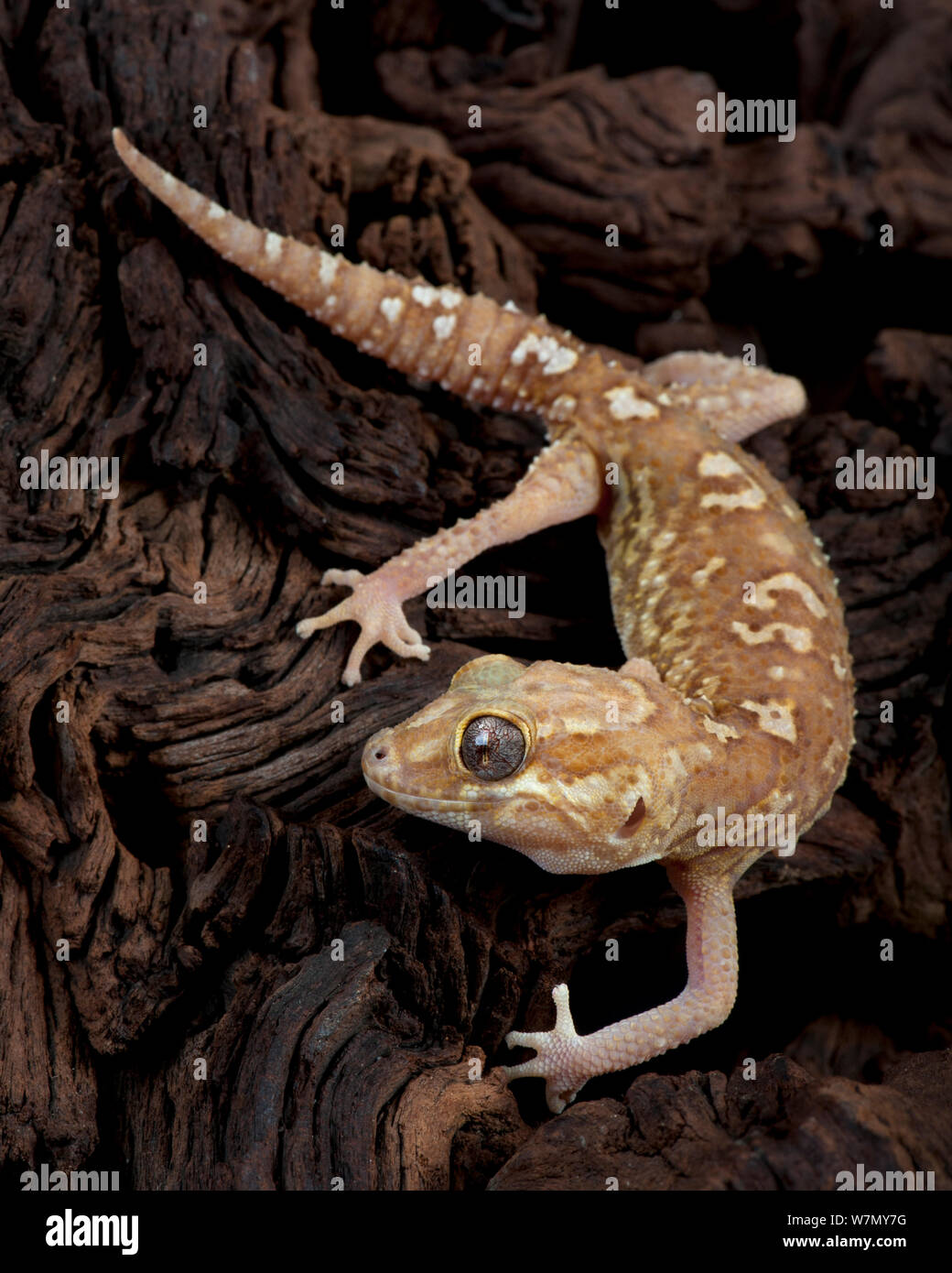 Madagascar Ground Gecko / Big headed gecko(Paroedura Pictus) captive ...