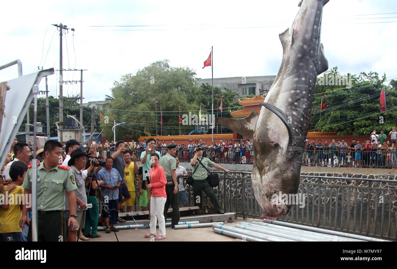 The dead whale shark, 6 meters in length and more than 450 kilograms in ...