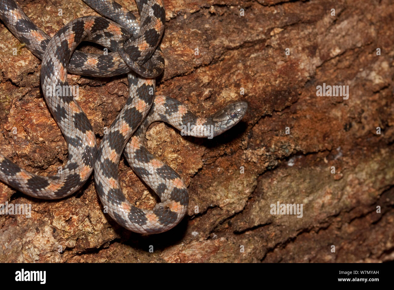 Short-tailed snake (Stilosoma extenuatum) Hernando Co. Florida, USA ...