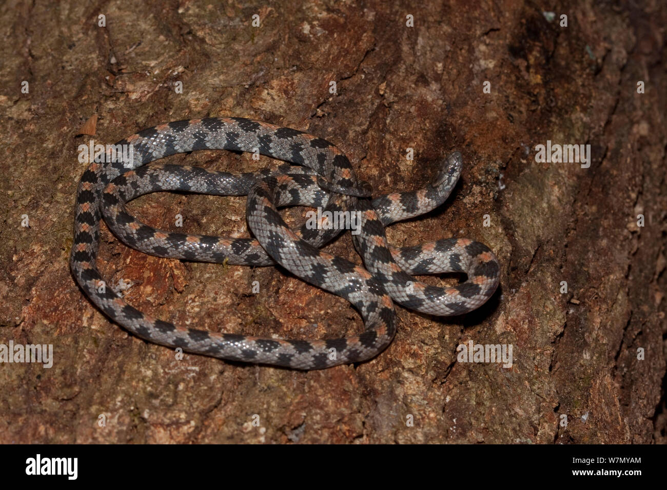 Short tail hi-res stock photography and images - Alamy