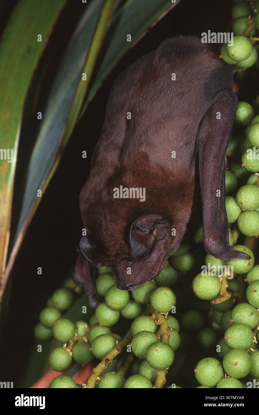 Velvety / Pallas' free-tailed bat (Molossus molossus) feeding on fruit ...