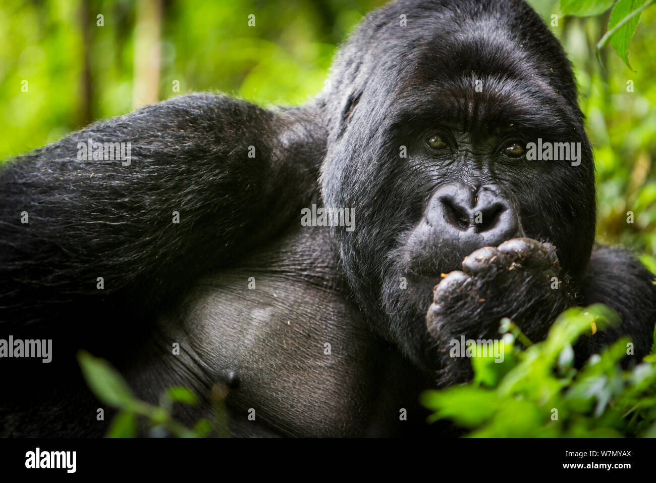Mountain gorilla (Gorilla beringei) large male portrait, Agashya Group ...