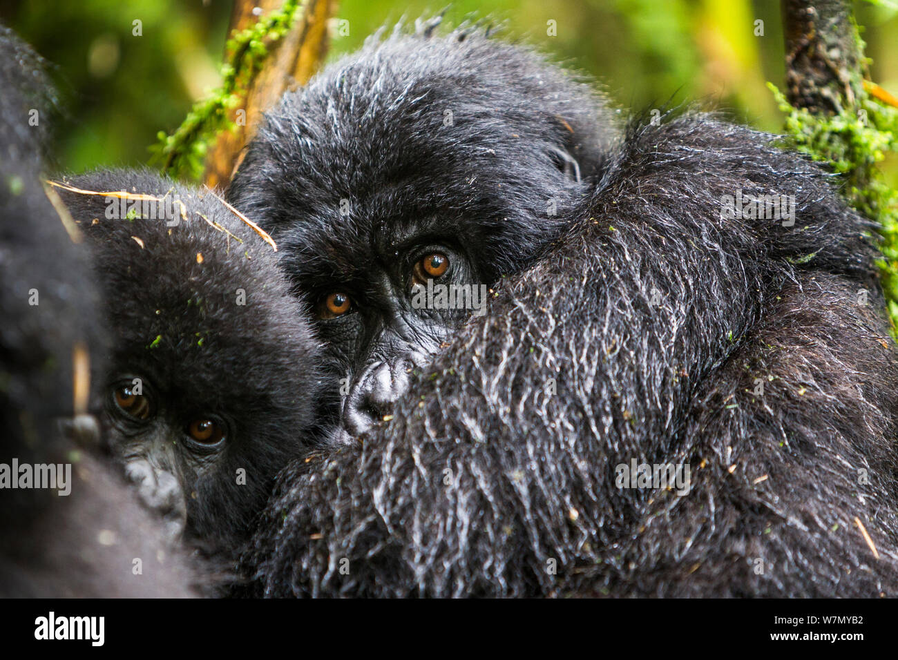 Gorilla highlands hi-res stock photography and images - Alamy