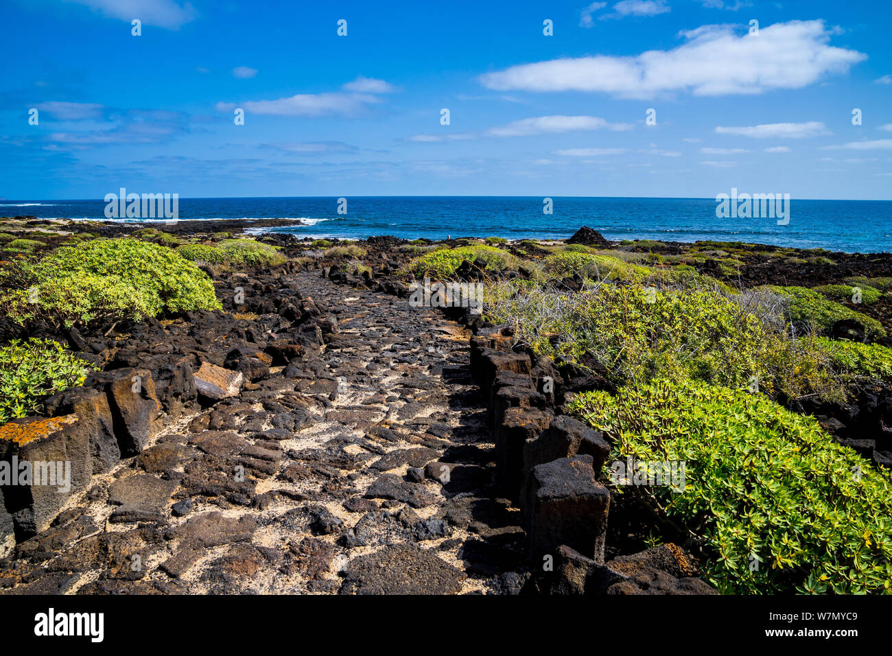 Spain, Lanzarote, Coastal lava hiking trail alongside pretty green ...