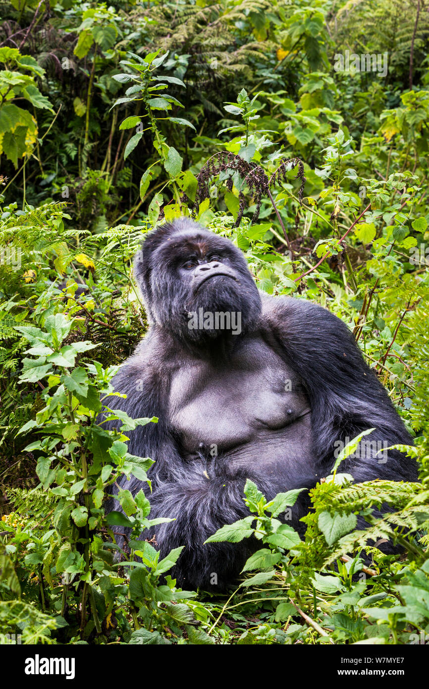 Munyinya hi-res stock photography and images - Alamy