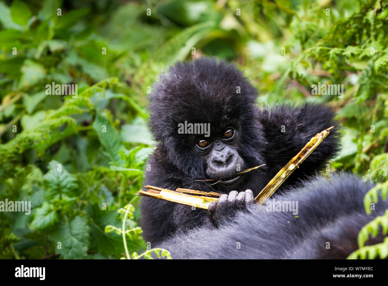 Mountain gorilla (Gorilla beringei) young portrait, Hirwa group ...