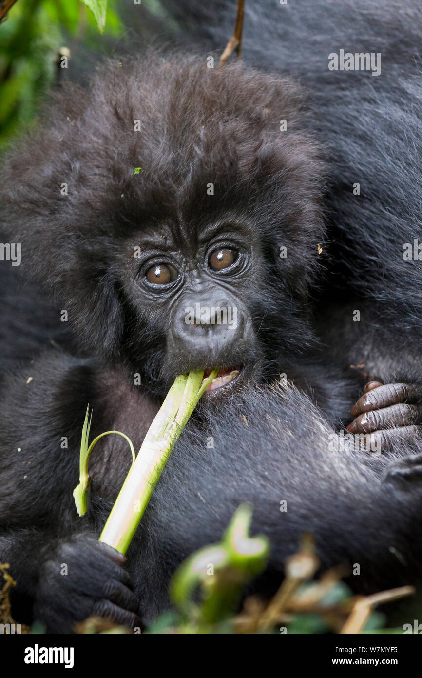 Mountain gorilla (Gorilla beringei) baby eating, part of Hirwa group ...