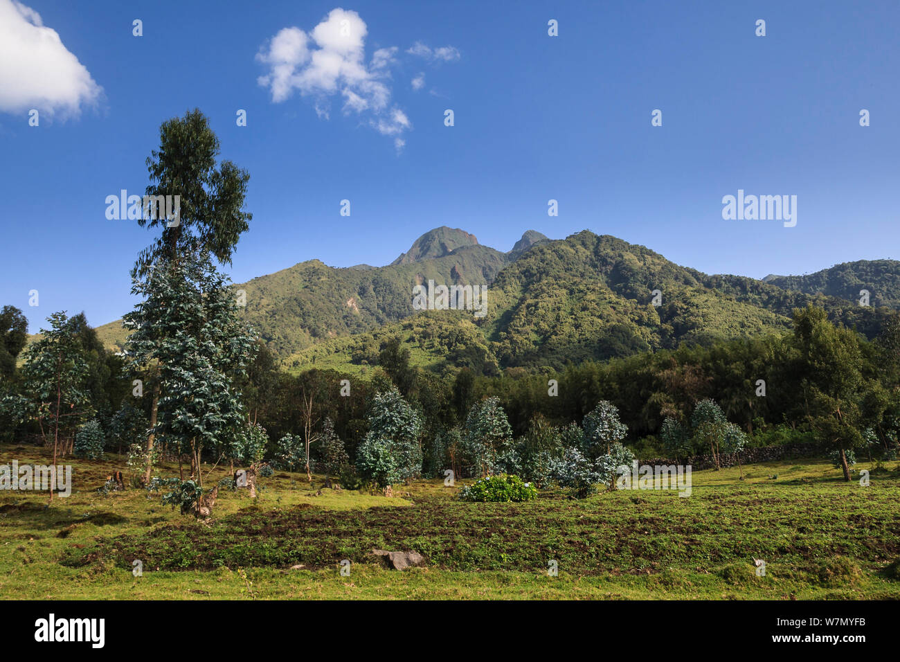 Volcano Sabyinyo, Sabyingo means Teeth in kinyarwanda the local ...