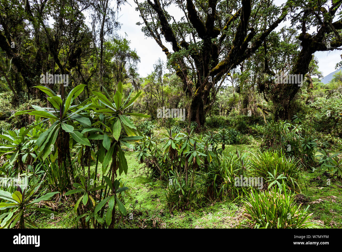 Vegetation in the forest of the Volcanoes National Park, habitat of the ...
