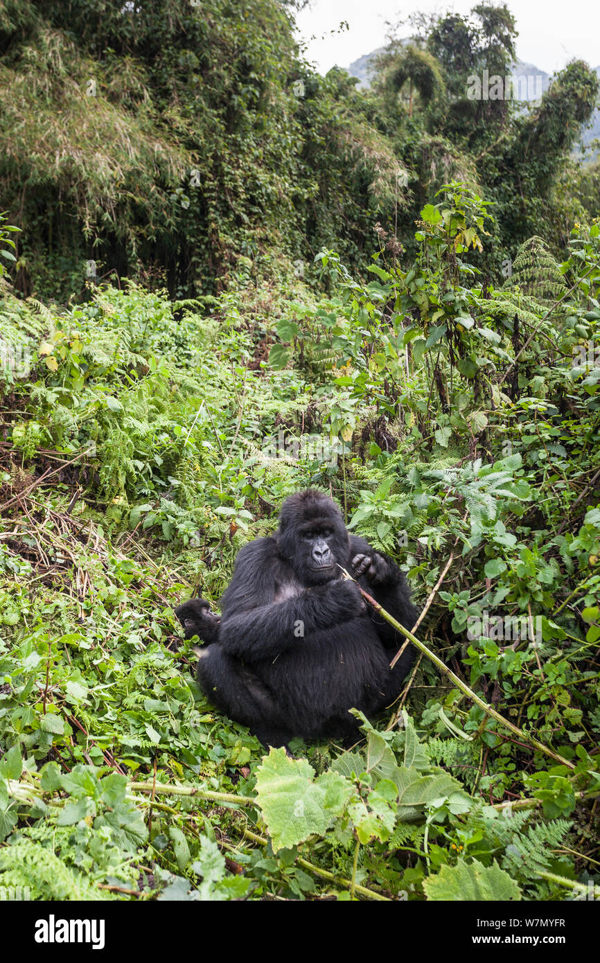Mountain gorilla (Gorilla beringei) female eating, part of Hirwa Group ...