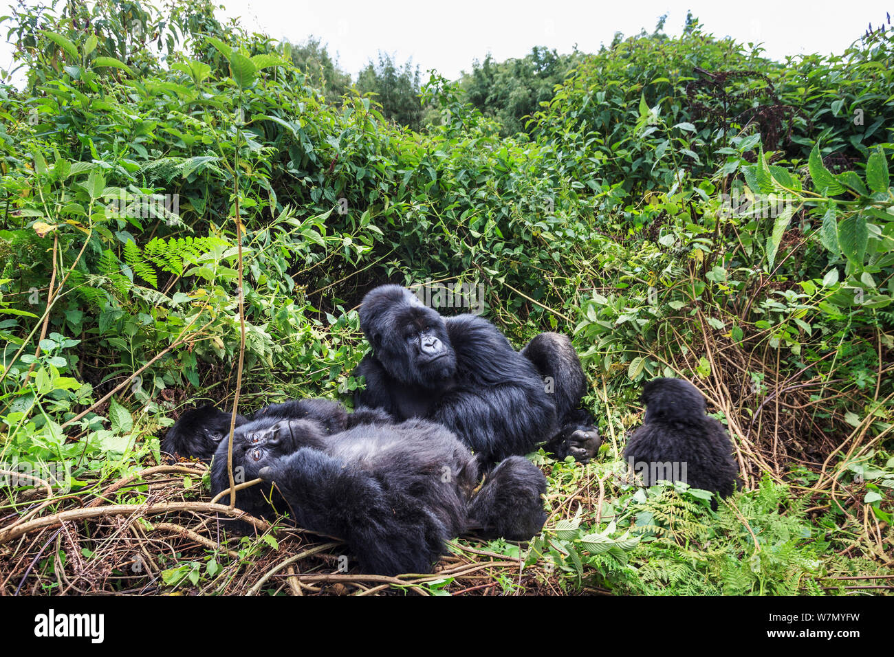Juvenile gorilla lying down hi-res stock photography and images - Alamy