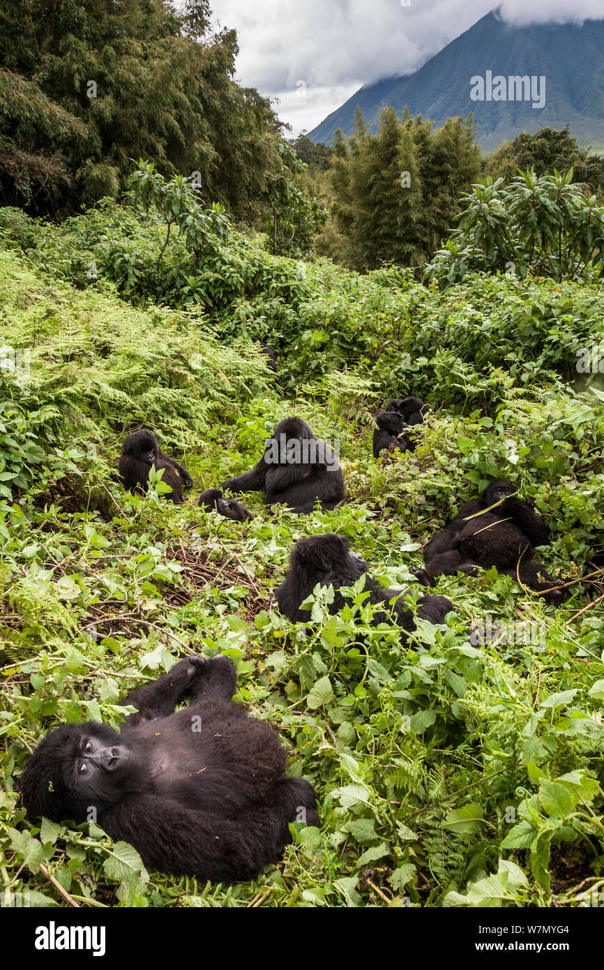 Mountain gorillas rwanda hi-res stock photography and images - Alamy