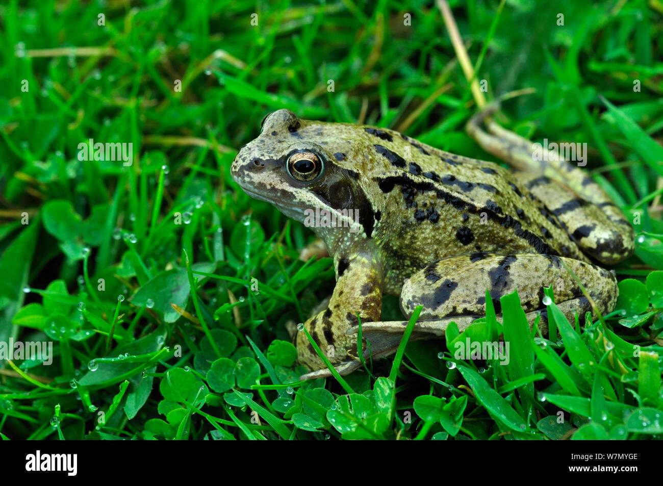Adult Common Frog High Resolution Stock Photography and Images - Alamy