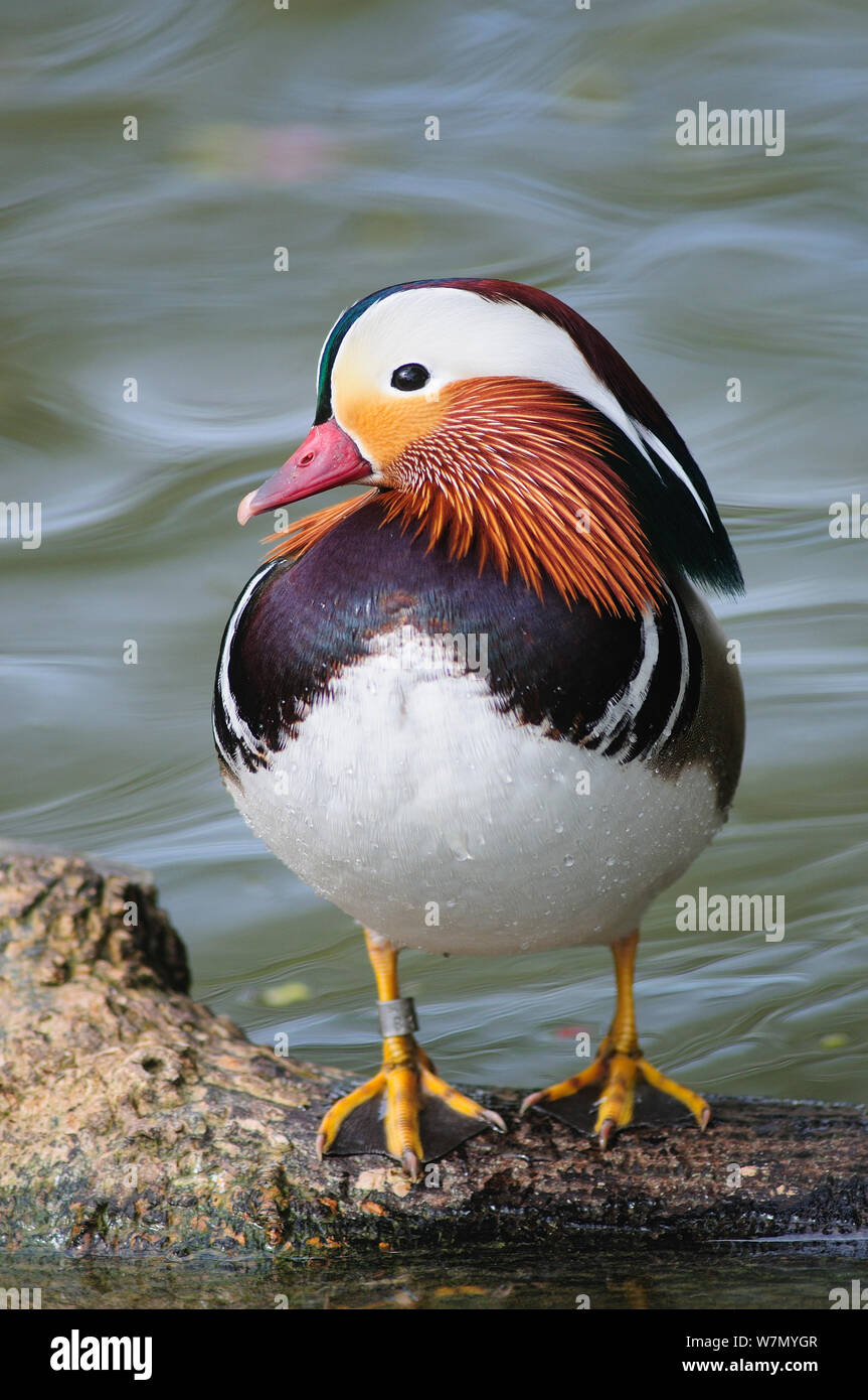 Colourful ducks hi-res stock photography and images - Alamy