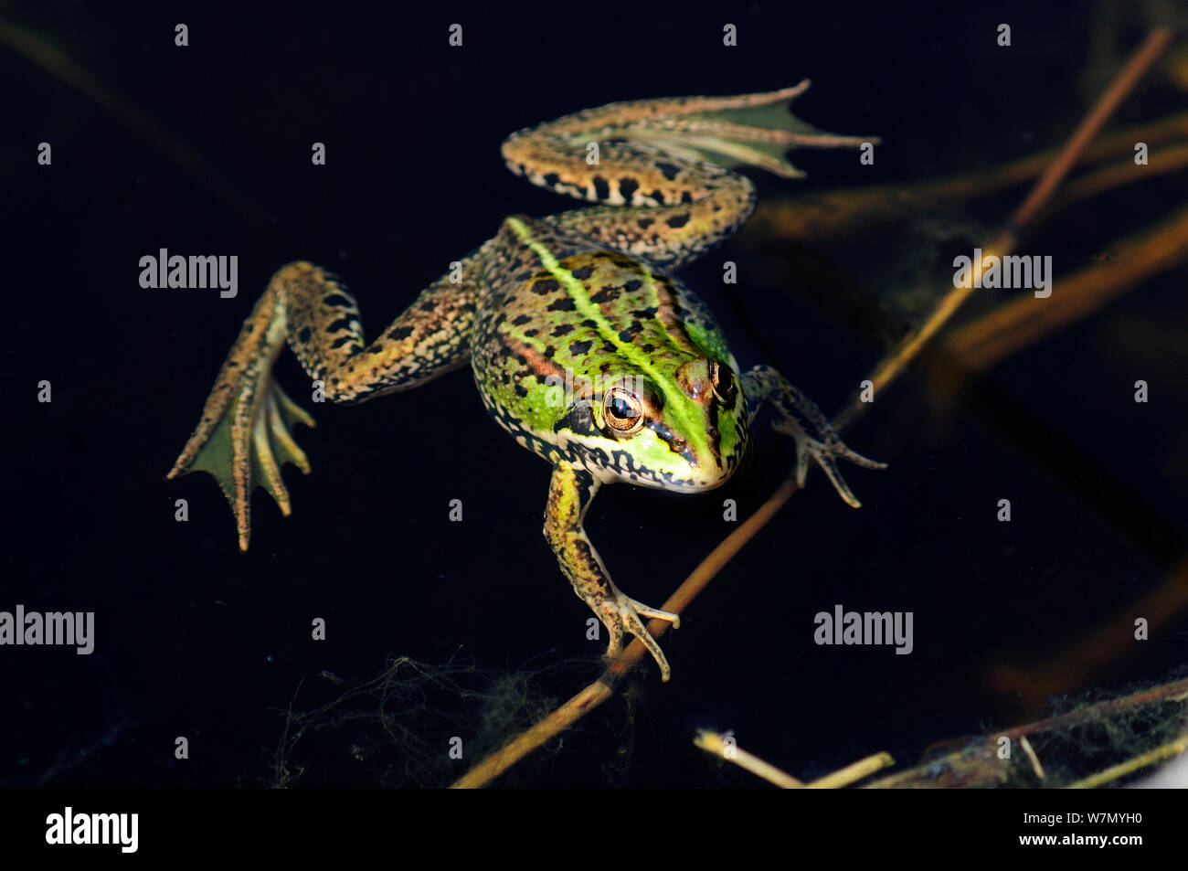 Marsh frog (Rana ridibunda / Pelophylax ridibundus) in breeding season ...