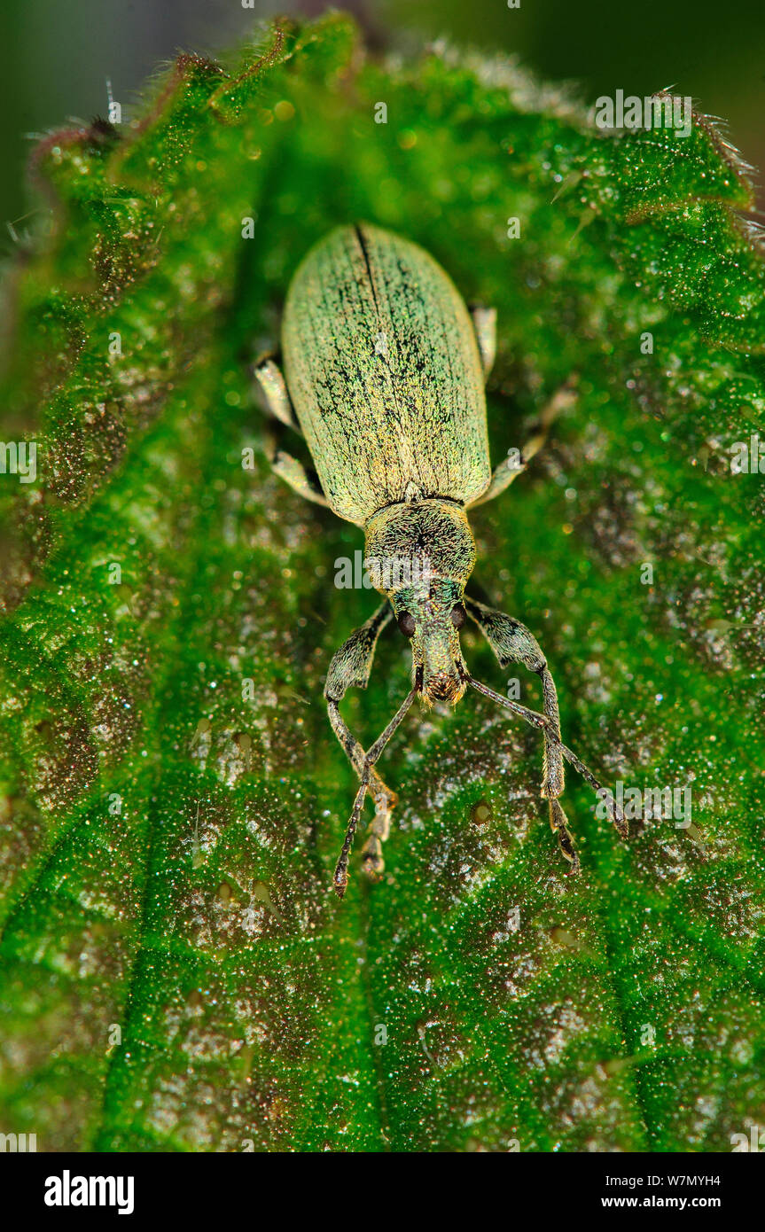 Nettle weevil (Phyllobius pomaceus) on Stinging nettle leaf (Urtica ...
