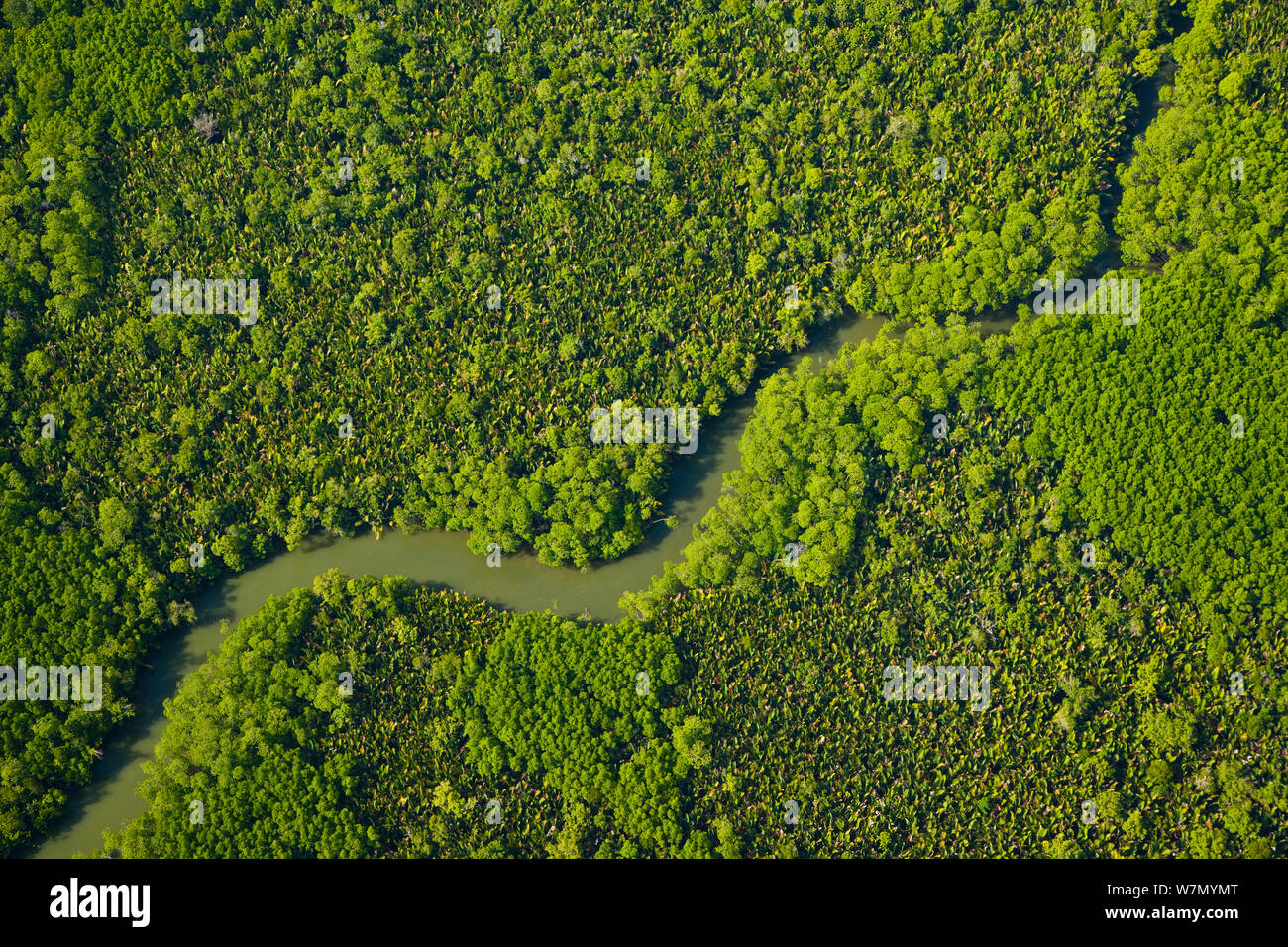 Aerial view of lowland rainforest and tributaries of the Kinabatangan ...