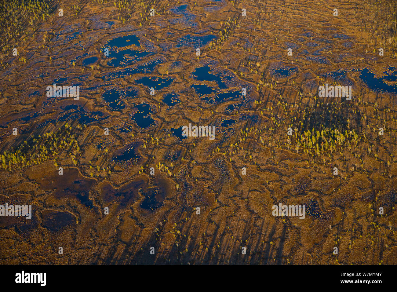 Aerial view of peat wetlands in autumn, Rovaniemi, Laponia, Finland ...