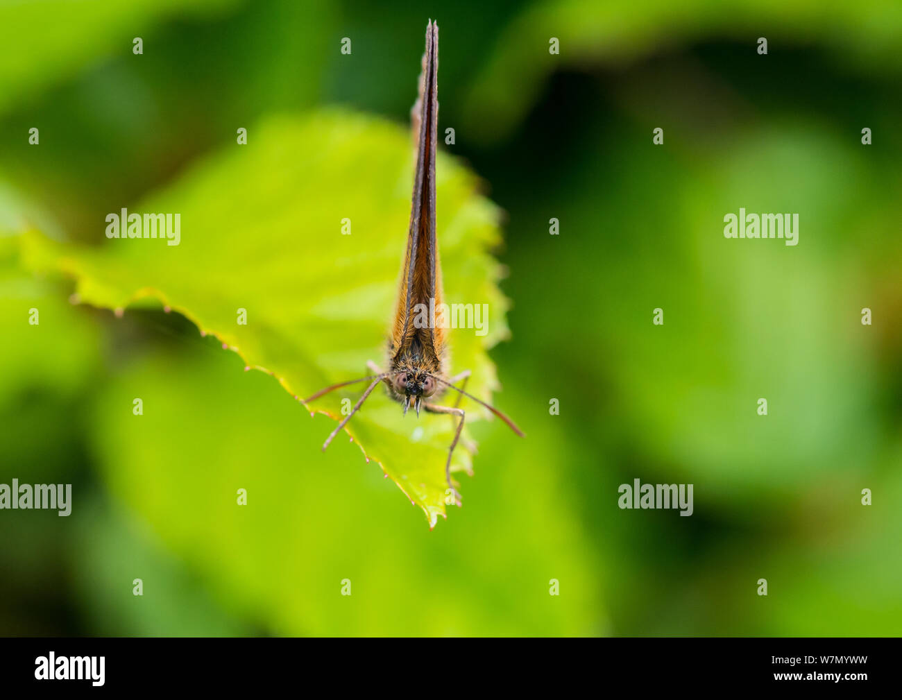 Butterfly eyes macro hi-res stock photography and images - Alamy