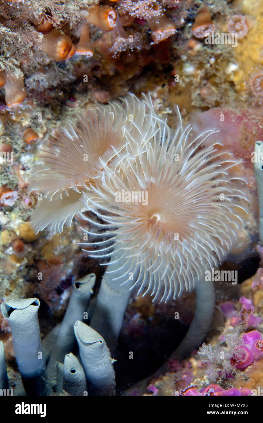 Double filter hi-res stock photography and images - Alamy