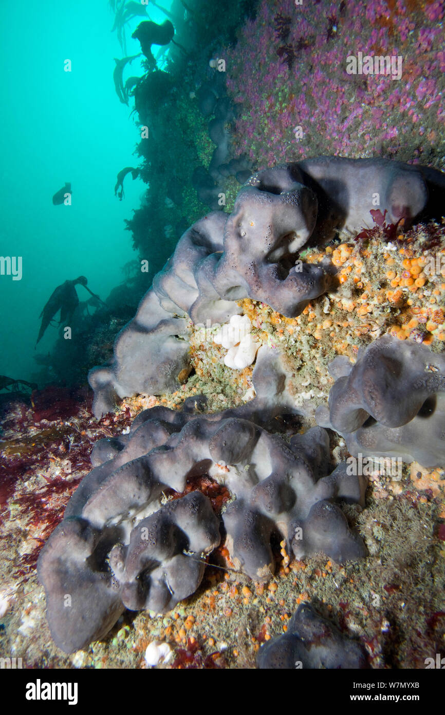 Elephants ear sponge hi-res stock photography and images - Alamy