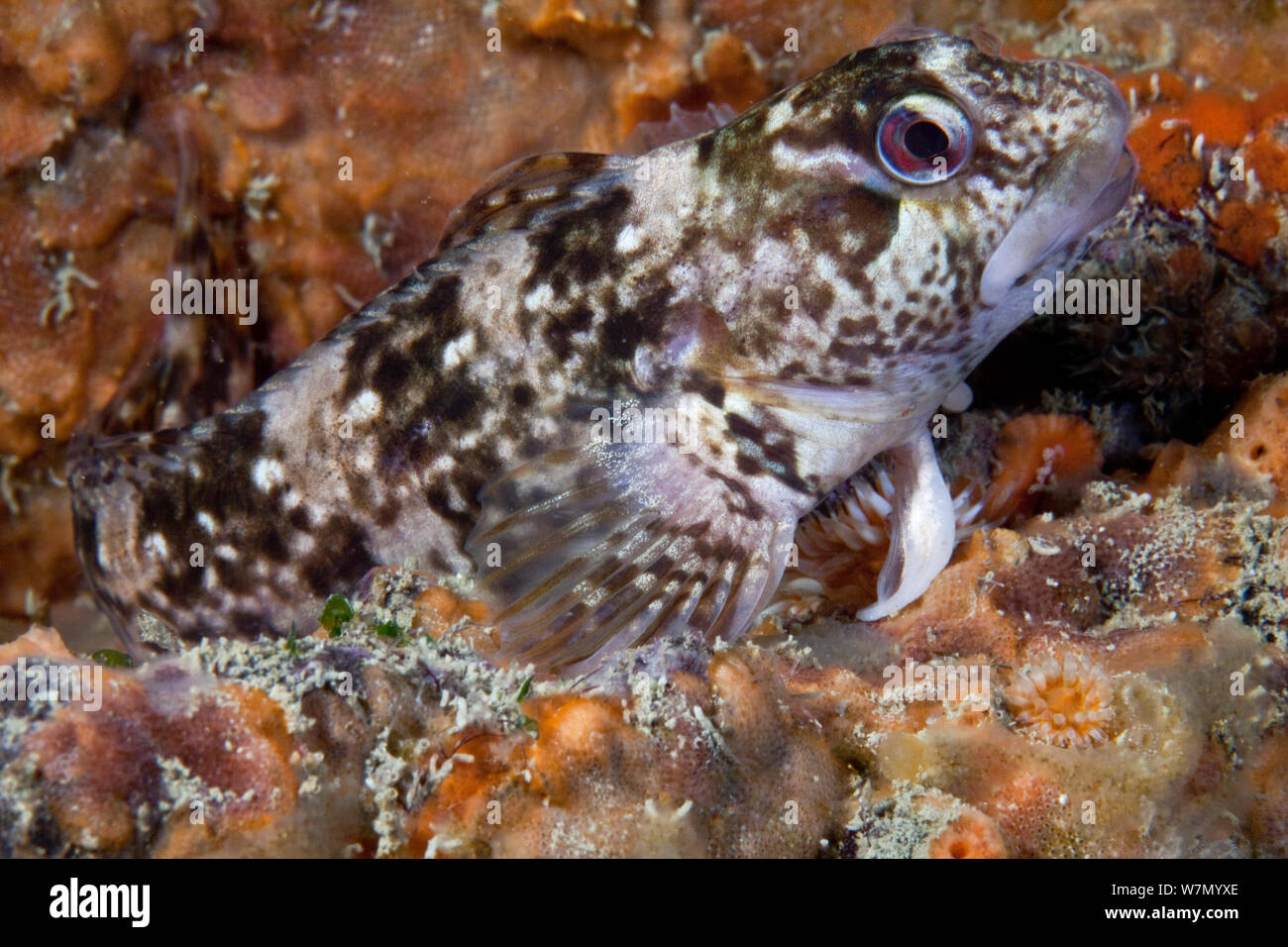 Lipophrys pholis hi-res stock photography and images - Alamy
