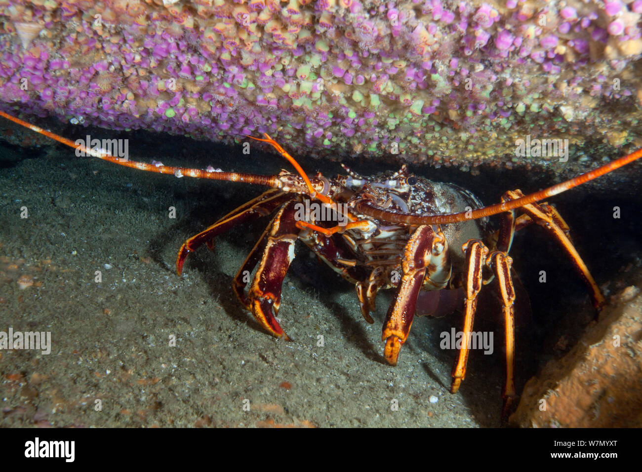 Spiny lobster / Crawfish (Palinurus elephas) sheltering under rock ...