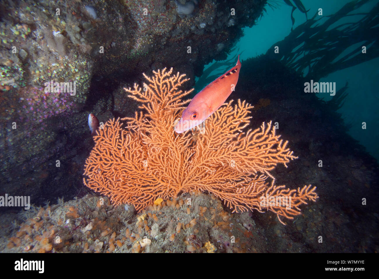Fish english channel hi-res stock photography and images - Alamy