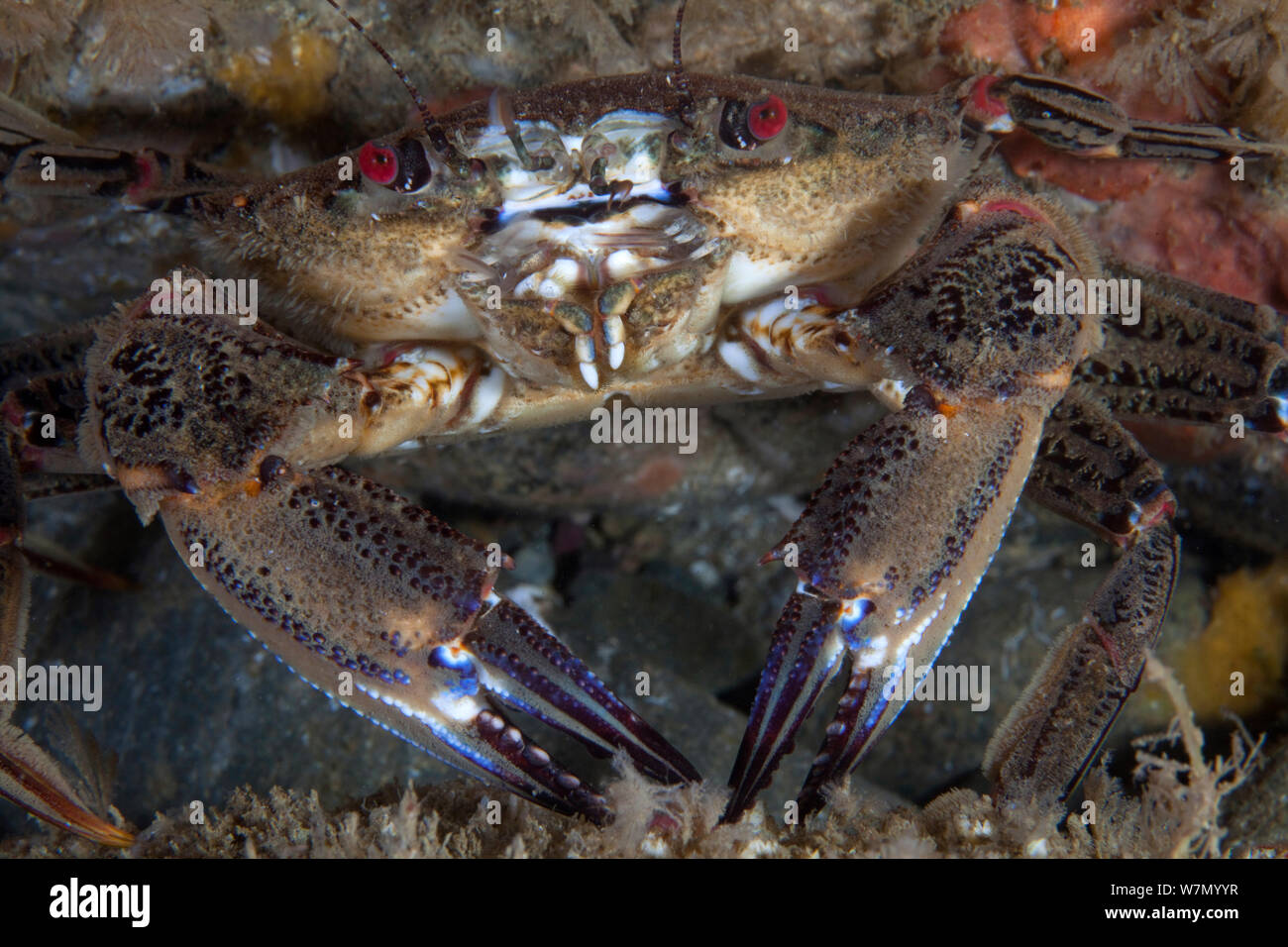 Velvet swimming crab (Necora puber) close up, Channel Islands, UK July ...
