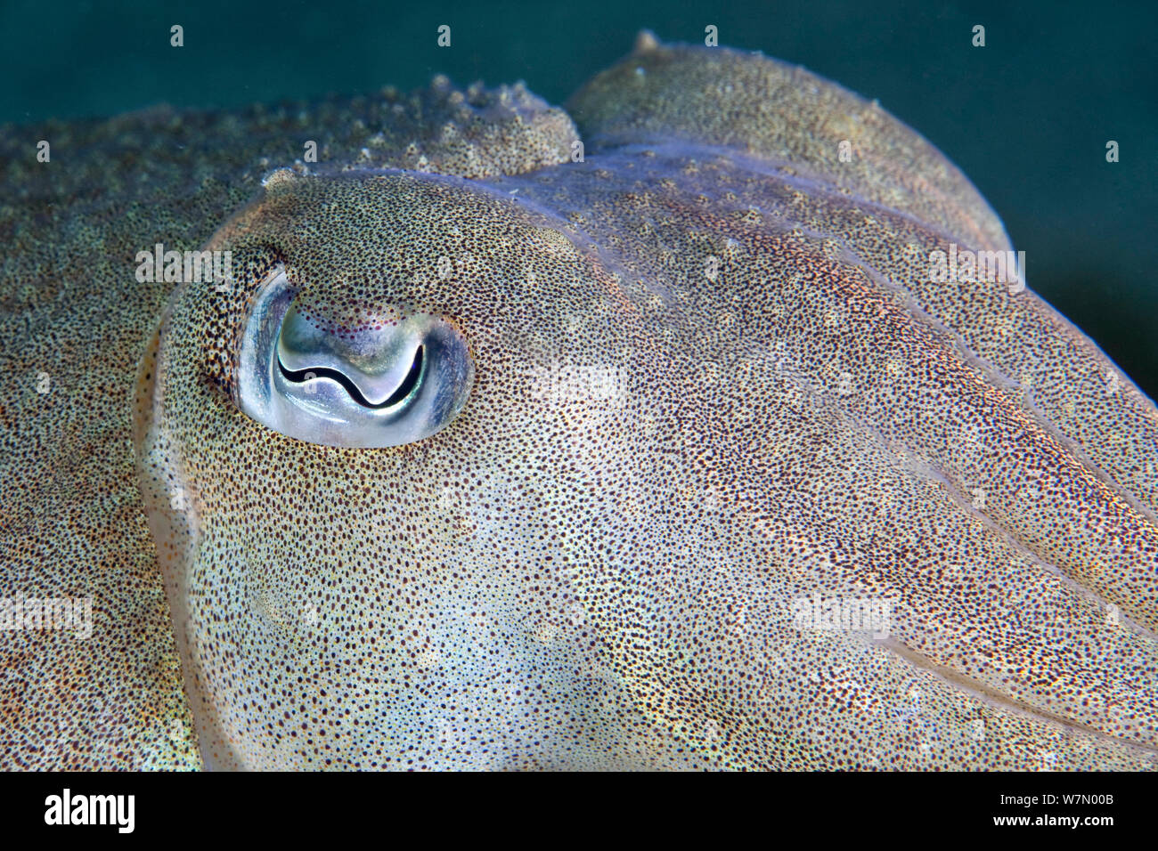 Common cuttlefish (Sepia officinalis) close up of face, Channel Islands ...