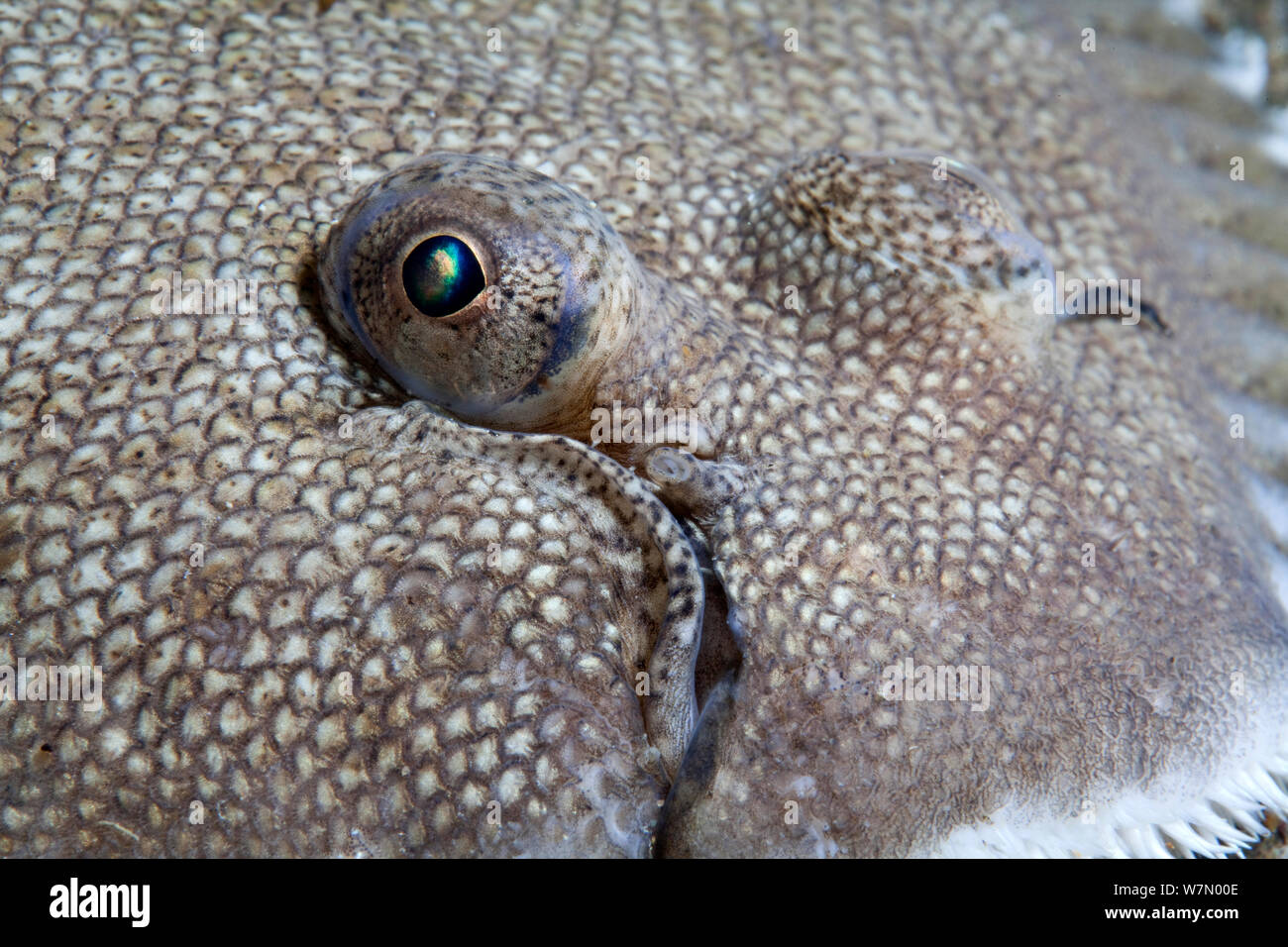 Dover sole (Solea solea) close up of skin and face, Channel Islands, UK ...