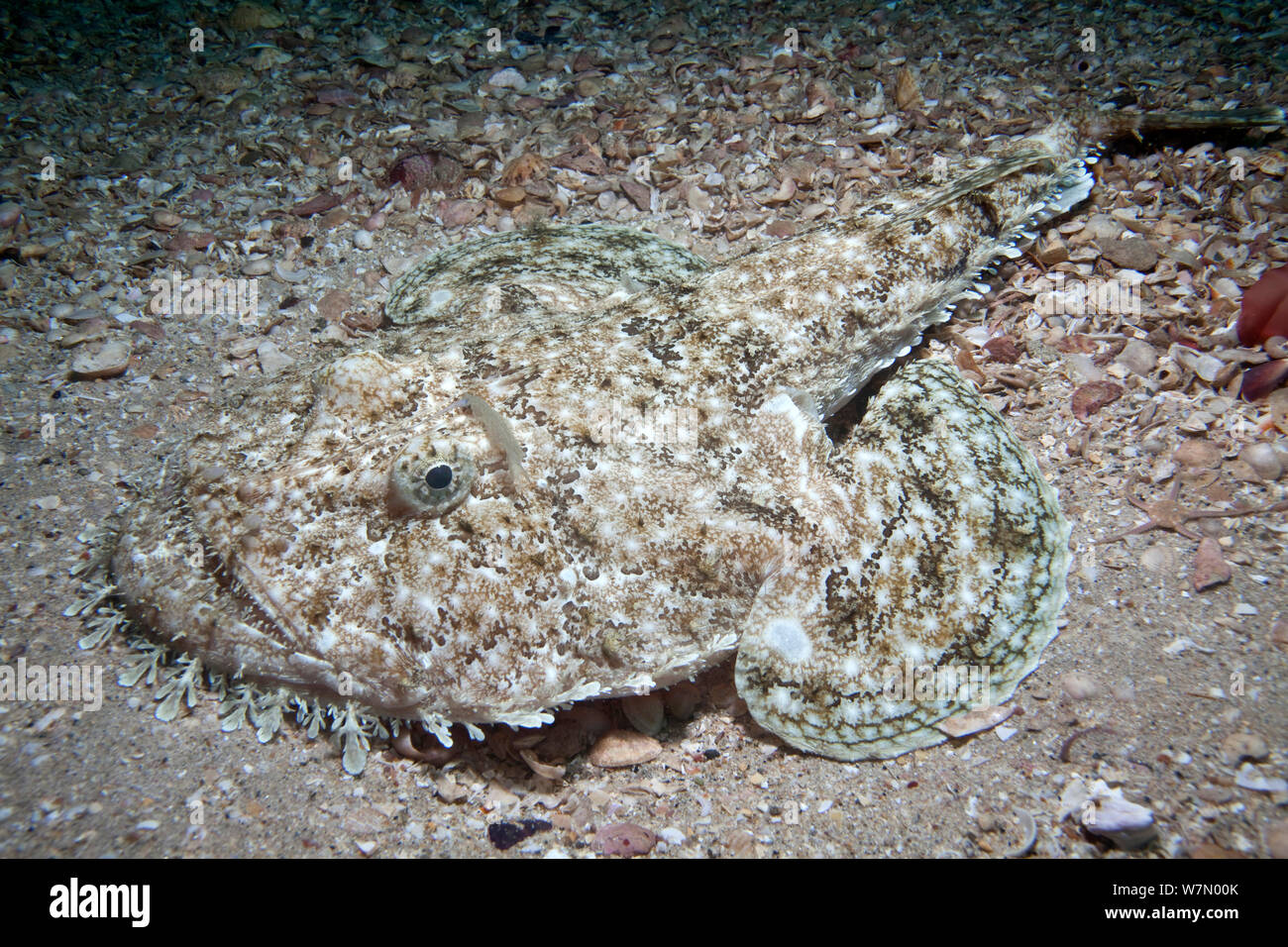 Anglerfish hi-res stock photography and images - Alamy