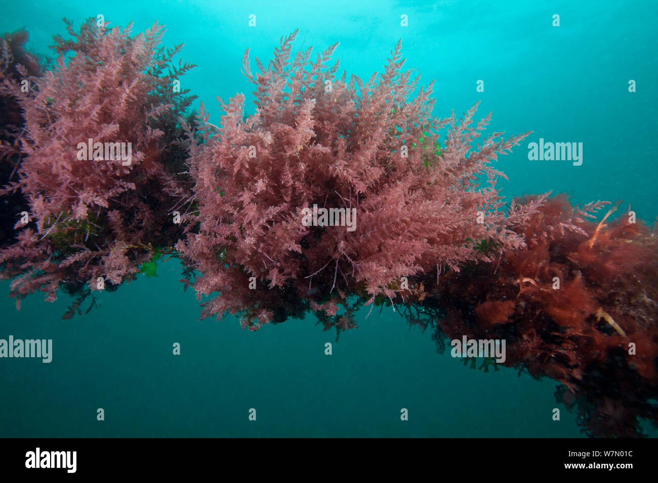 Seaweed Underwater Uk High Resolution Stock Photography and Images - Alamy