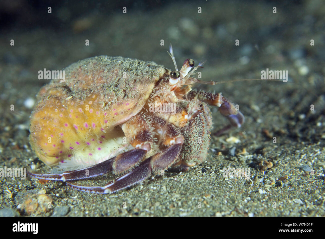 Pagurus prideaux hi-res stock photography and images - Alamy