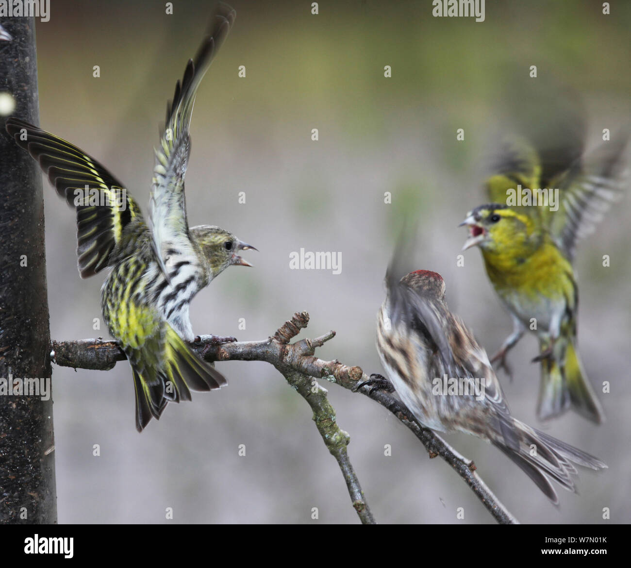 Finches flying hi-res stock photography and images - Alamy