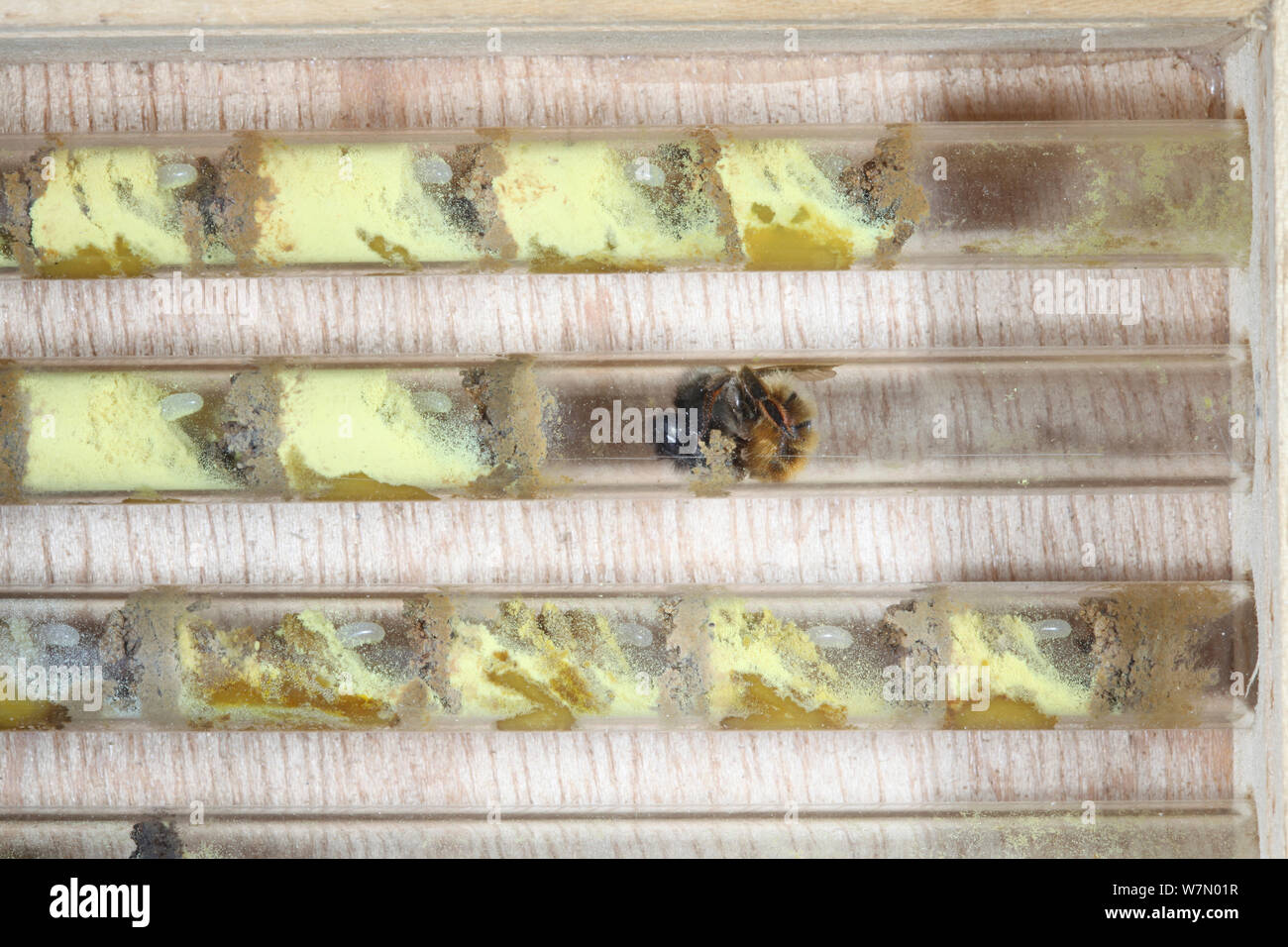 Red mason bee (Osmia rufa) female building pollen retaining wall of mud ...