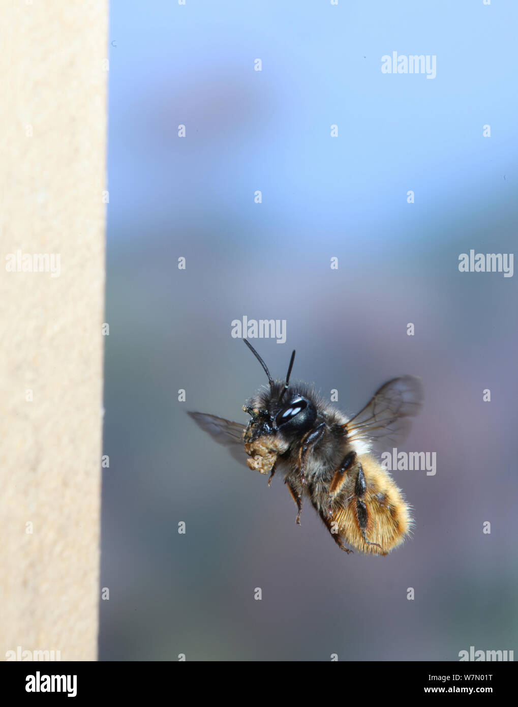 Insects in gardens hi-res stock photography and images - Alamy