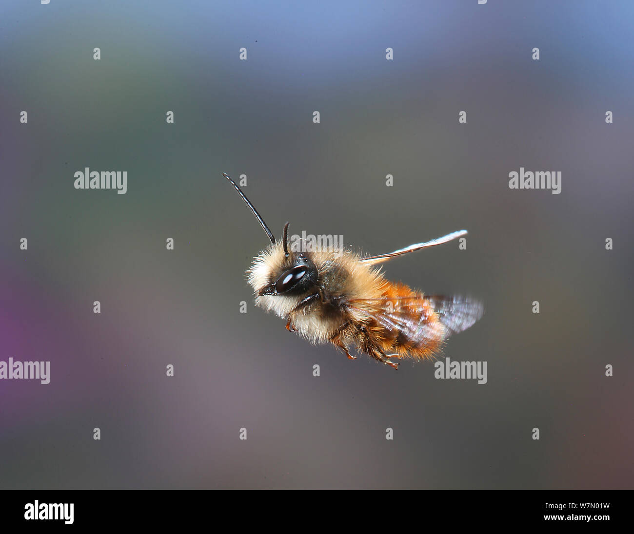 Red mason bee (Osmia rufa) drone in flight, Surrey, UK, April Stock ...