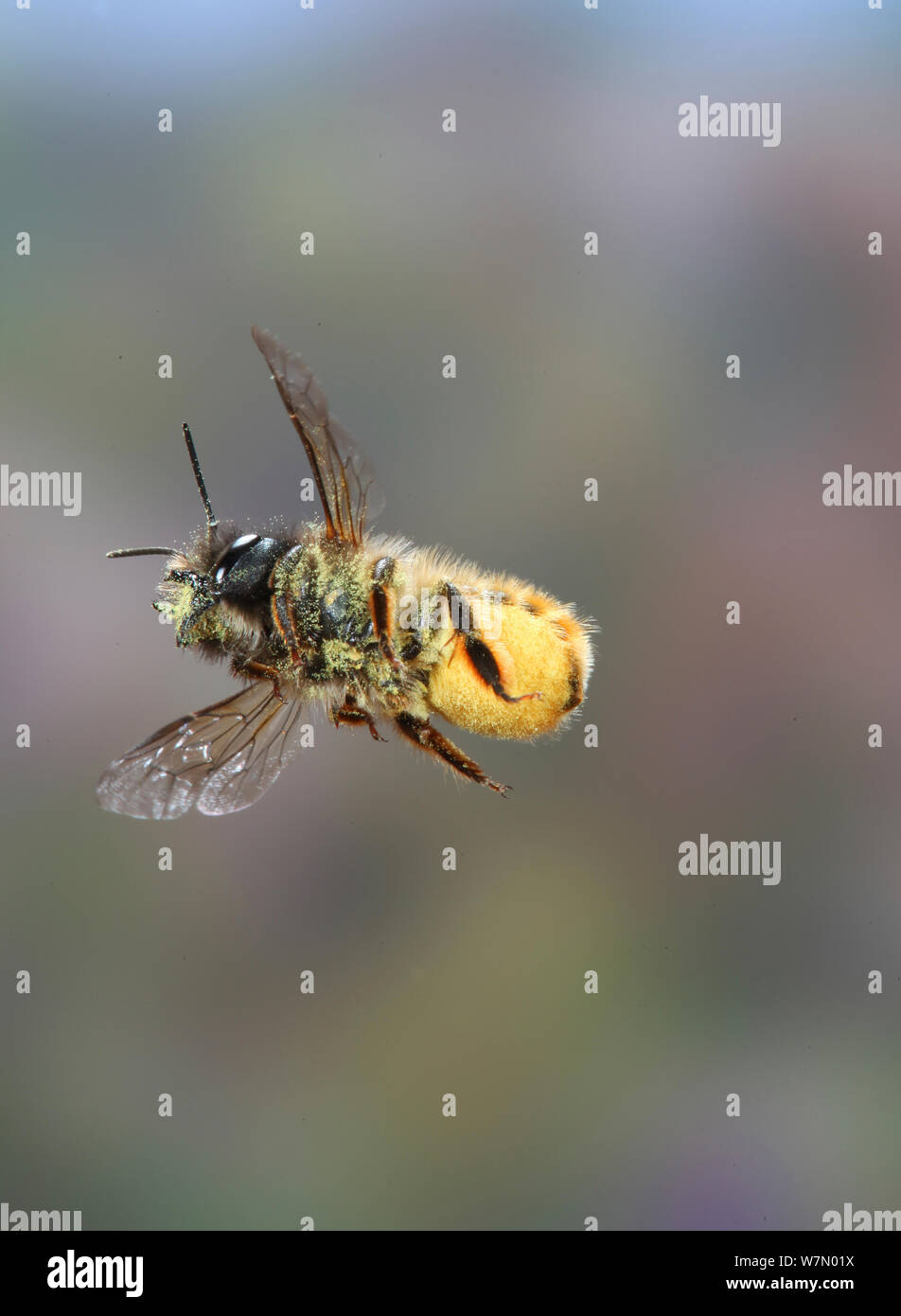 Bee carrying pollen hi-res stock photography and images - Alamy