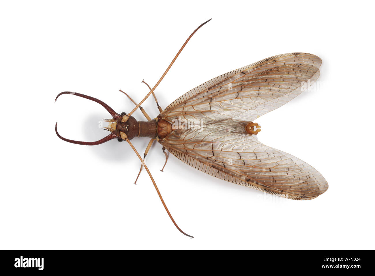 Dobsonfly (Corydalus luteus) male, from Costa Rica Stock Photo - Alamy