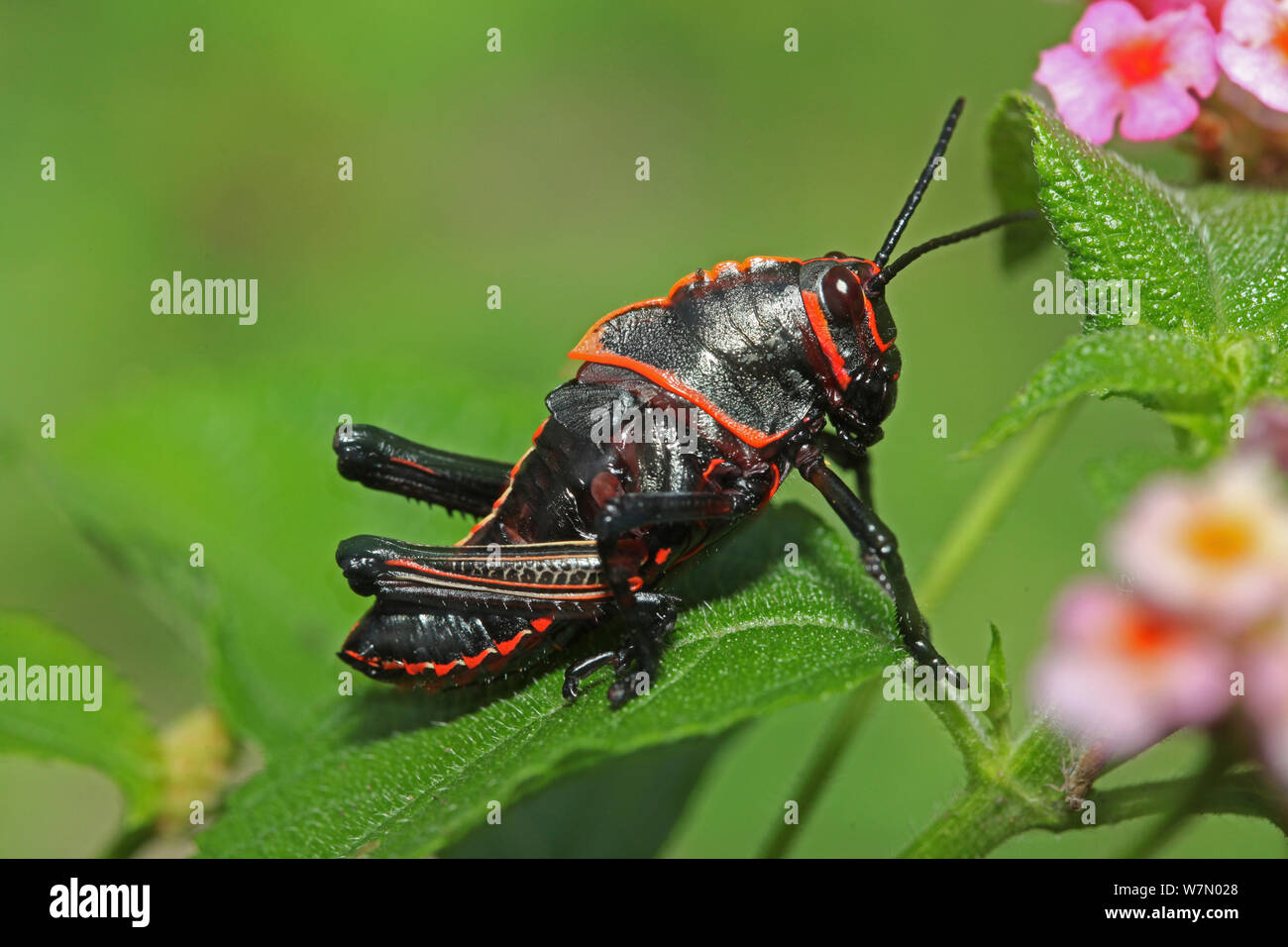 Lubber grasshopper (Romaleidae) nymph on plant, Costa Rica Stock Photo ...