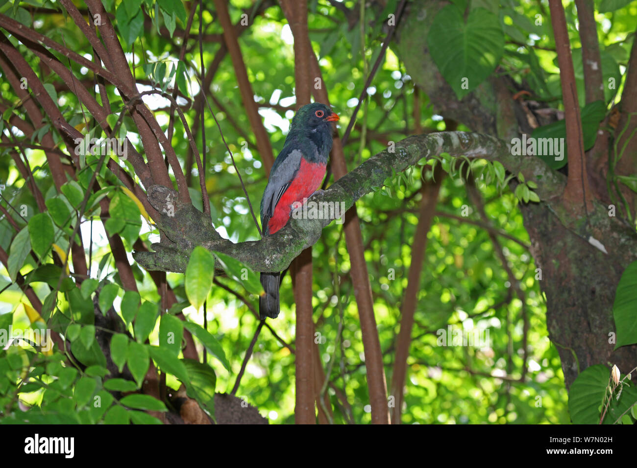 Slaty-tailed trogon (Trogon massena) perched in rainforest, Costa Rica ...