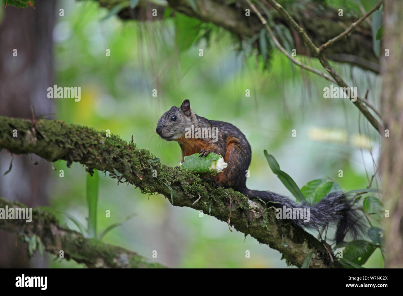 Variegated Squirrel (Sciurus variegatoides) feeding on rainforest fruit ...