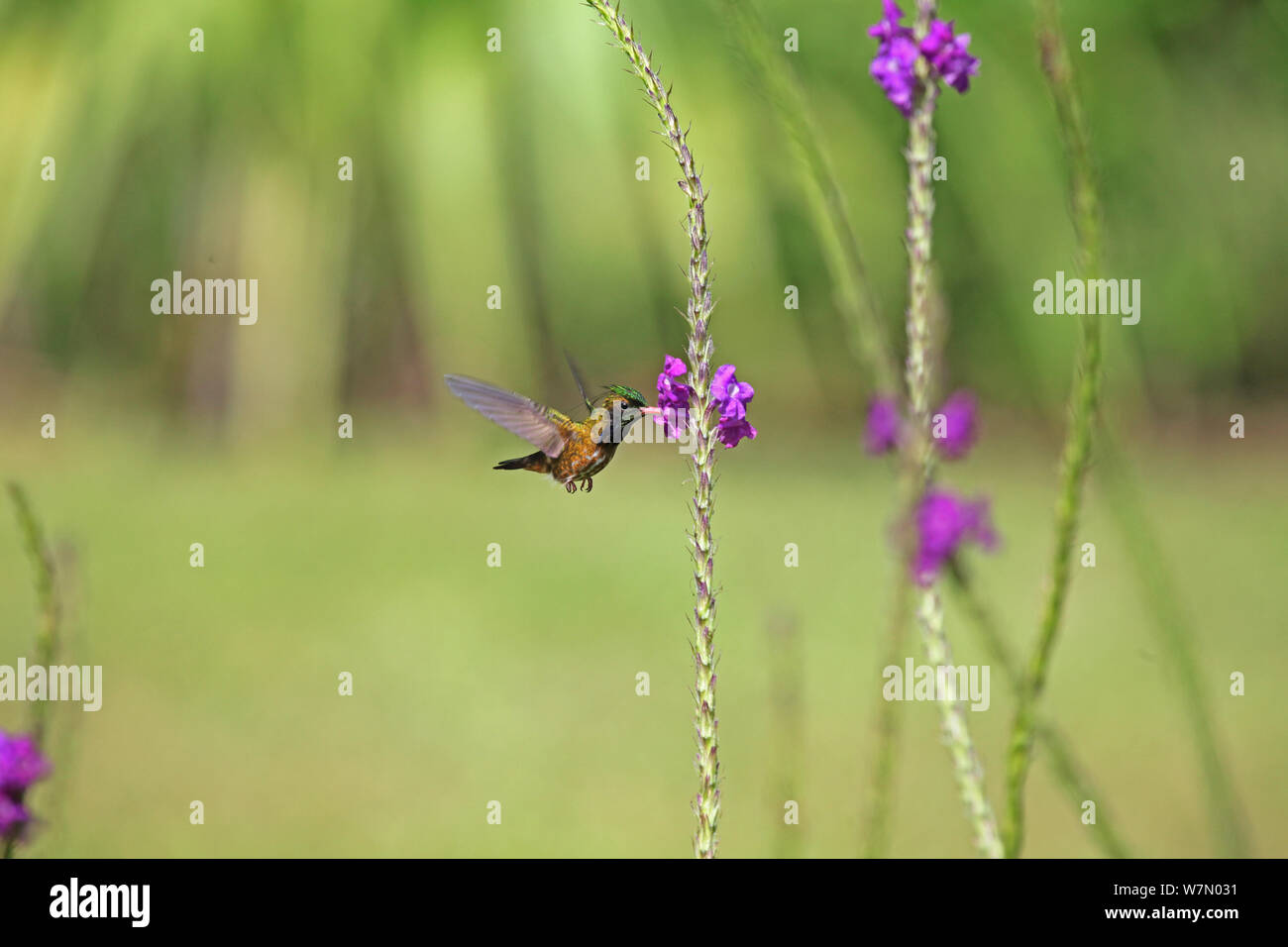 Hummingbirds of costa rica hi-res stock photography and images - Alamy