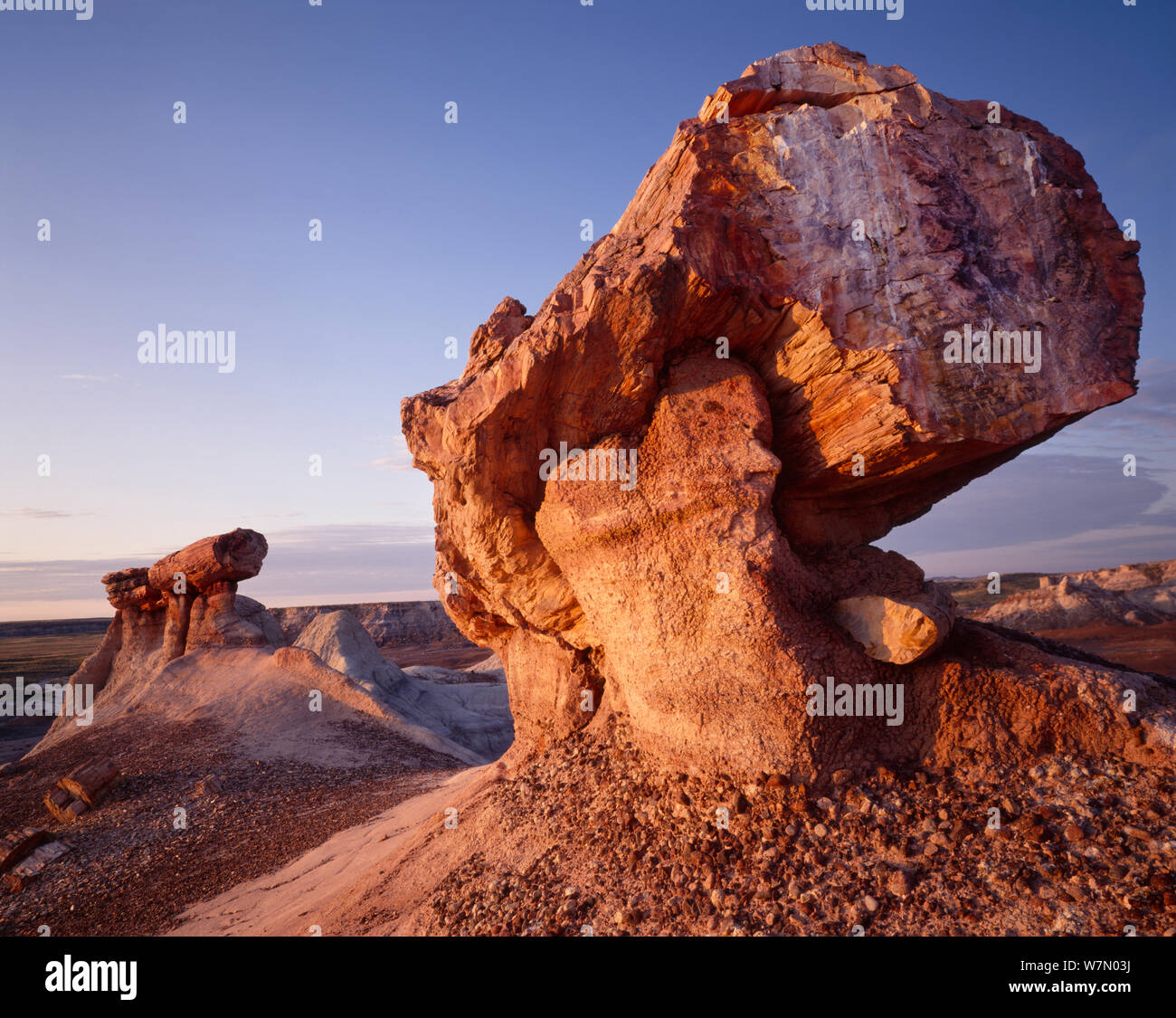Fossilized trees sections hi-res stock photography and images - Alamy
